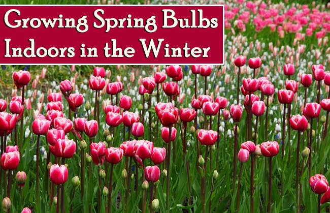 Welcome to Van Bourgondien Nursery!