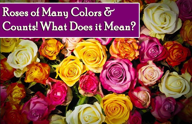 Welcome to Van Bourgondien Nursery!